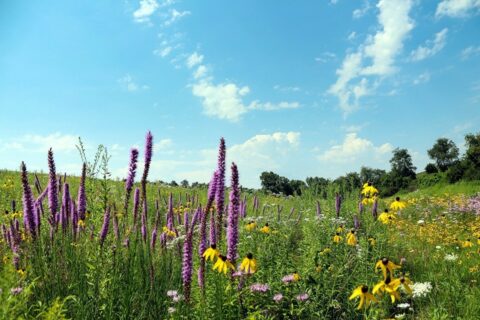 Prairie Restoration – What to Expect and Why - Midwest Prairies